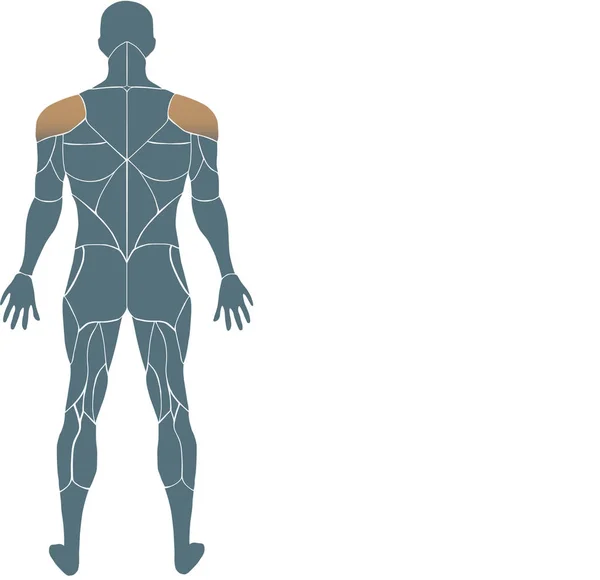 17,741,414 ilustraciones de stock de Muskel karte | Depositphotos