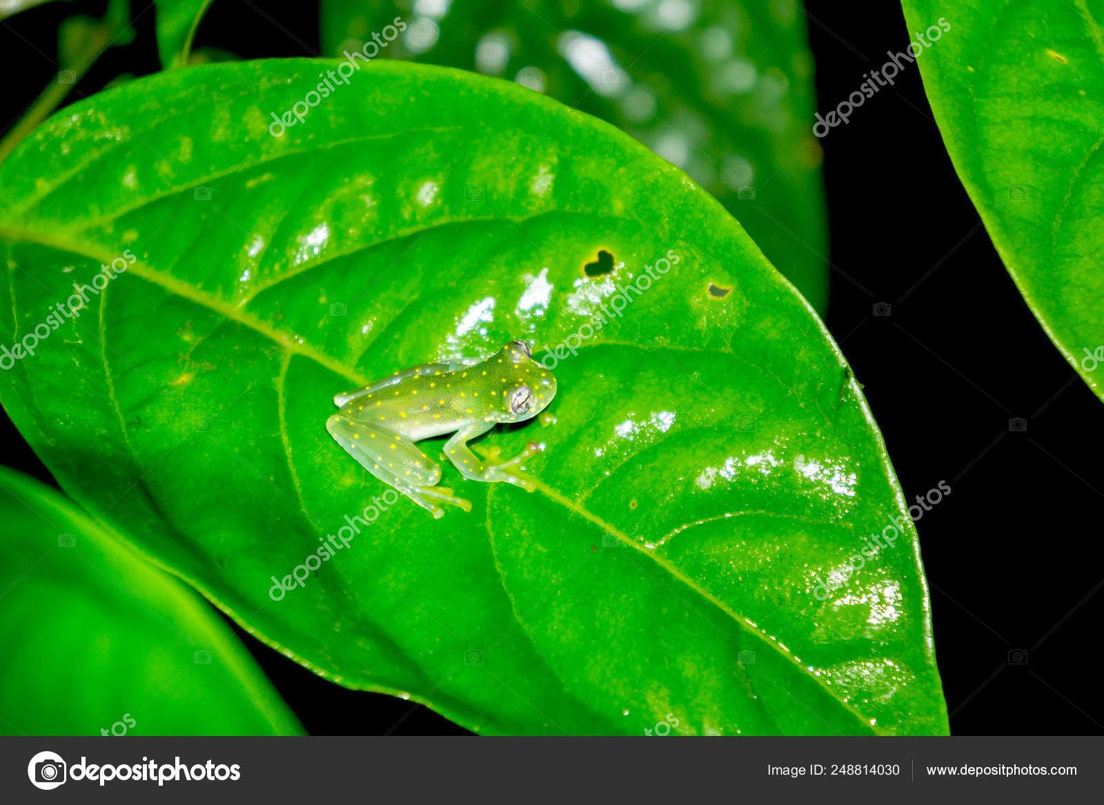 Spotted Glass Frog Yellow Flecked Glassfrog Costa Rica Stock Photo by ...