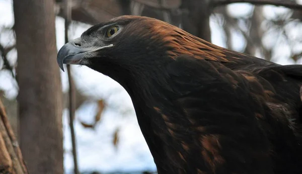 Australian sula Stock Photos, Royalty Free Australian sula Images ...