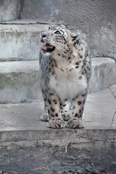 Hyper carnivore Stock Photos, Royalty Free Hyper carnivore Images ...