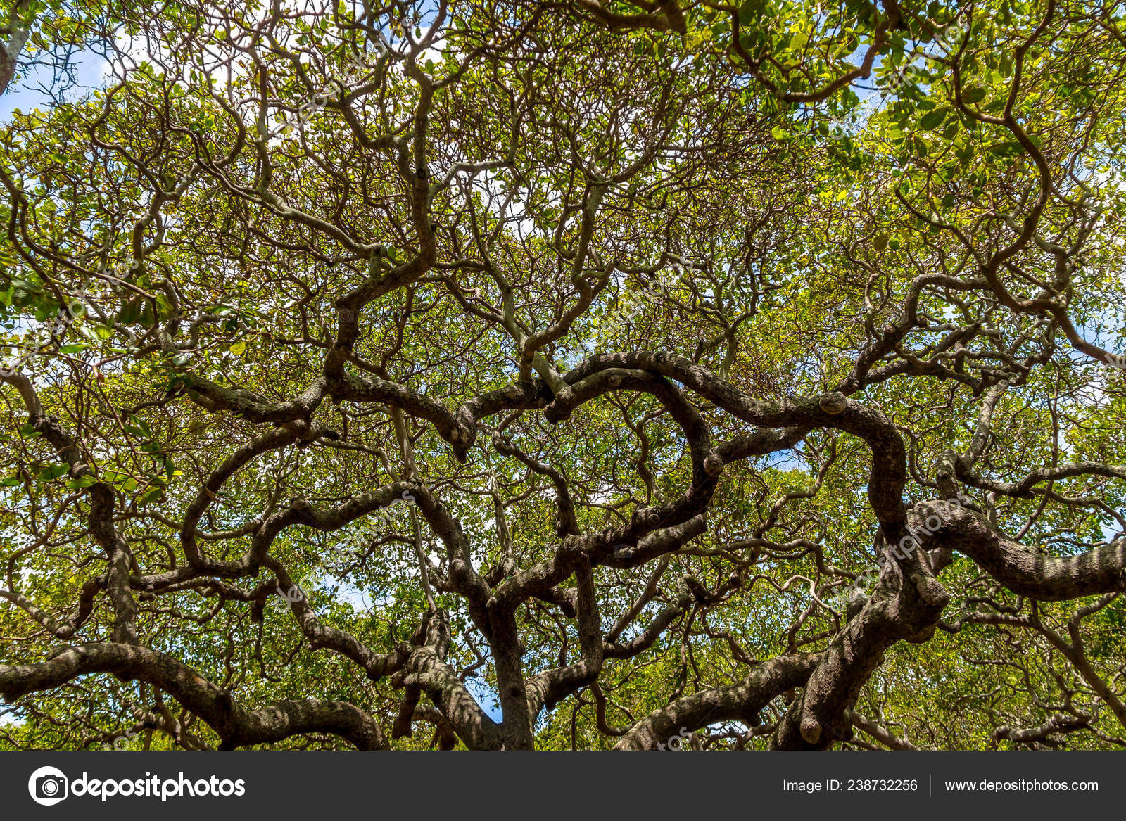 World's Largest Cashew Tree Pirangi Rio Grande Norte Brazil – Stock ...
