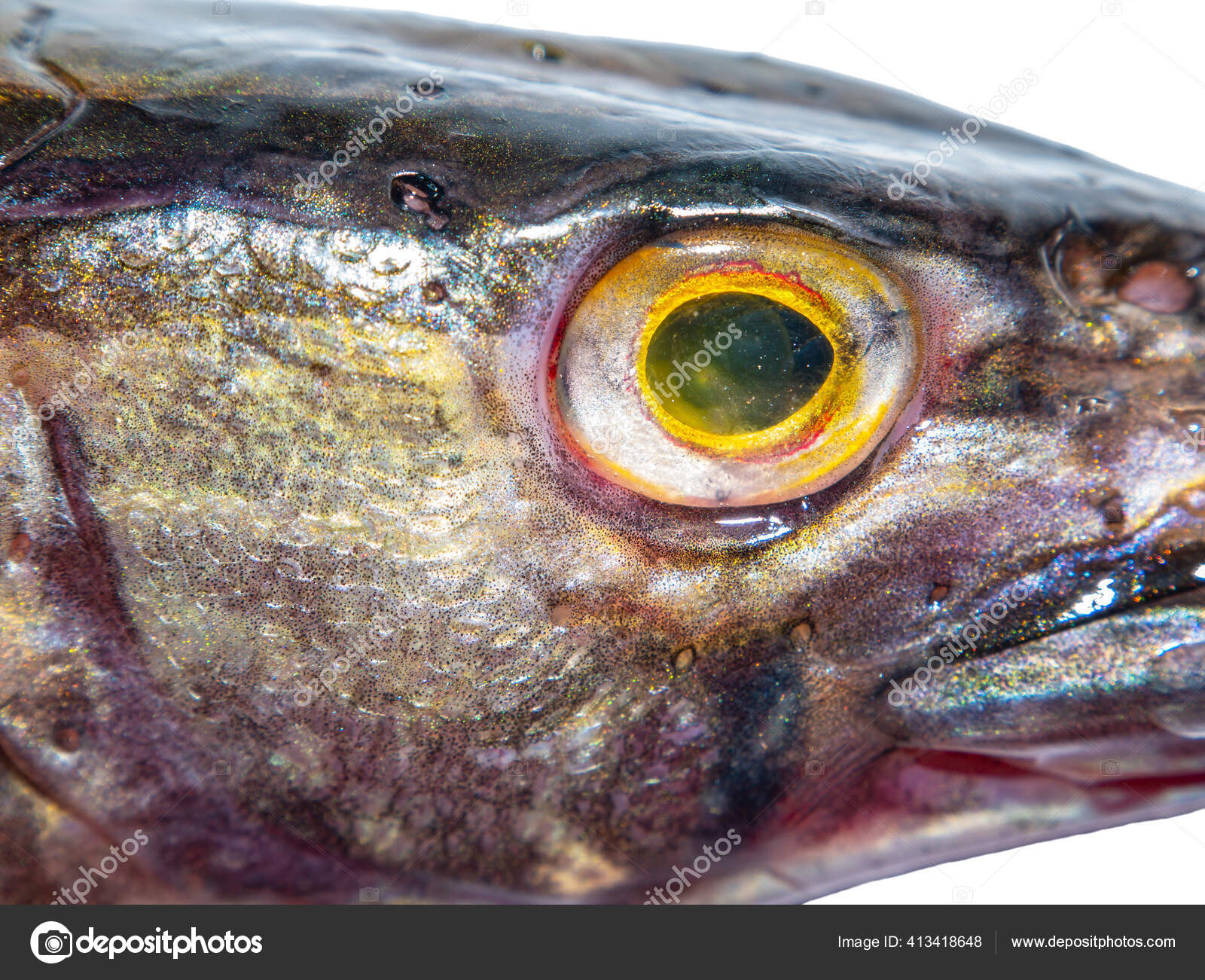 Pike Predatory Fish Head Isolated White Background Fishing Catch Pike ...