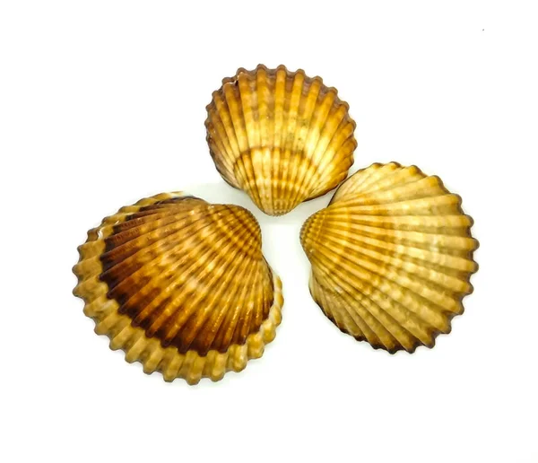 Seashell Stock Photo by ©Vovashevchuk 10529043