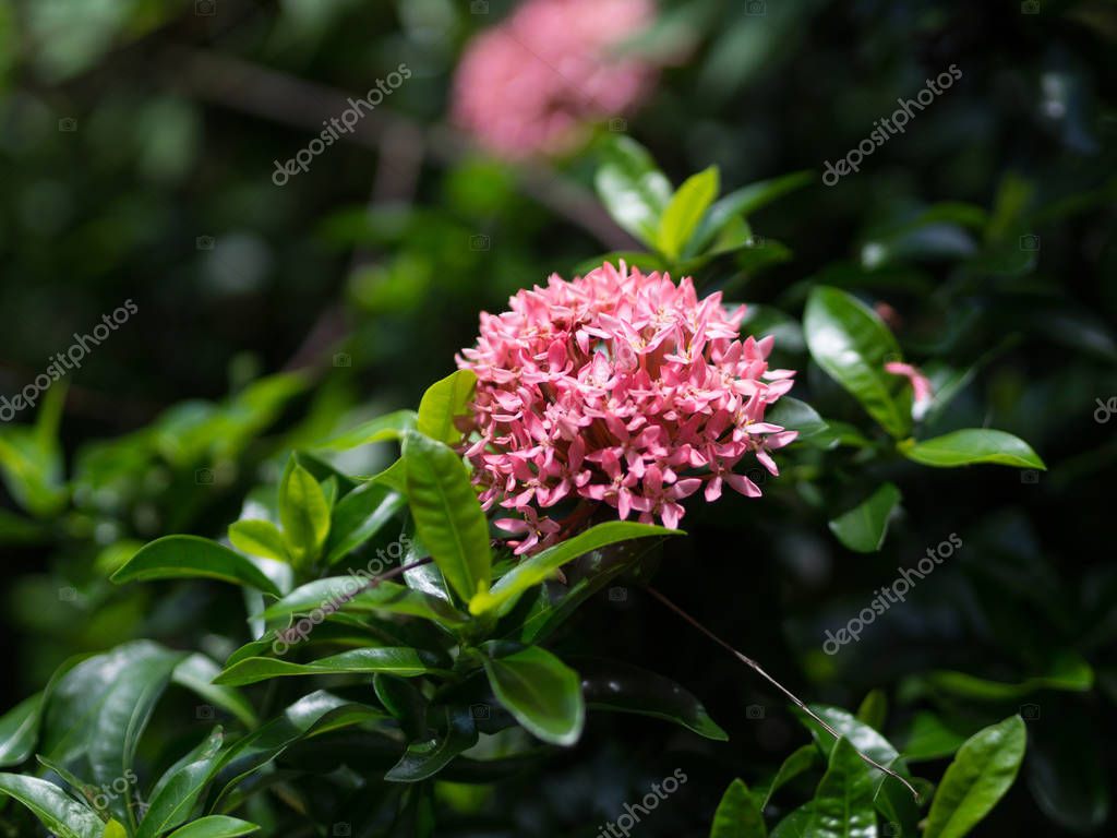 Primer plano Rosa Mini Ixora coccinea flores para con fondo verde de la ...