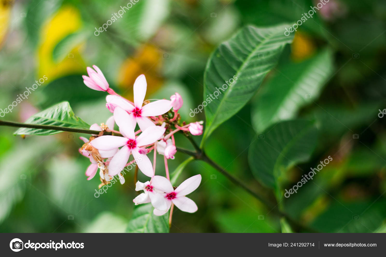 Pink Kopsia Kopsia Fruticosa Flowers Garden Green Nature Background ...