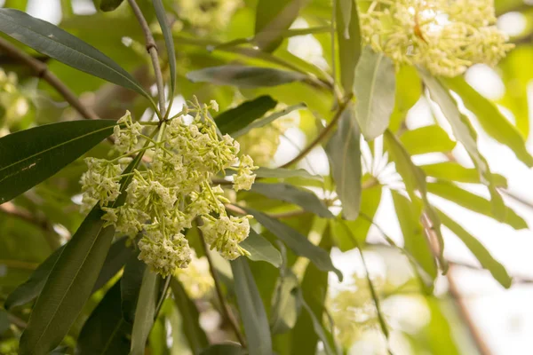 Closeup Blackboard tree or Devil tree (Alstonia scholaris) flowers with ...