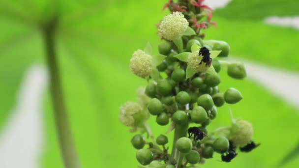 42 Castor seed Videos, Royalty-free Stock Castor seed Footage ...