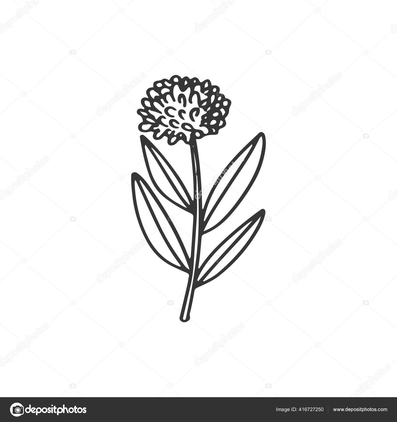 Hand Drawn Curly Grass Flowers White Isolated Background Botanical ...