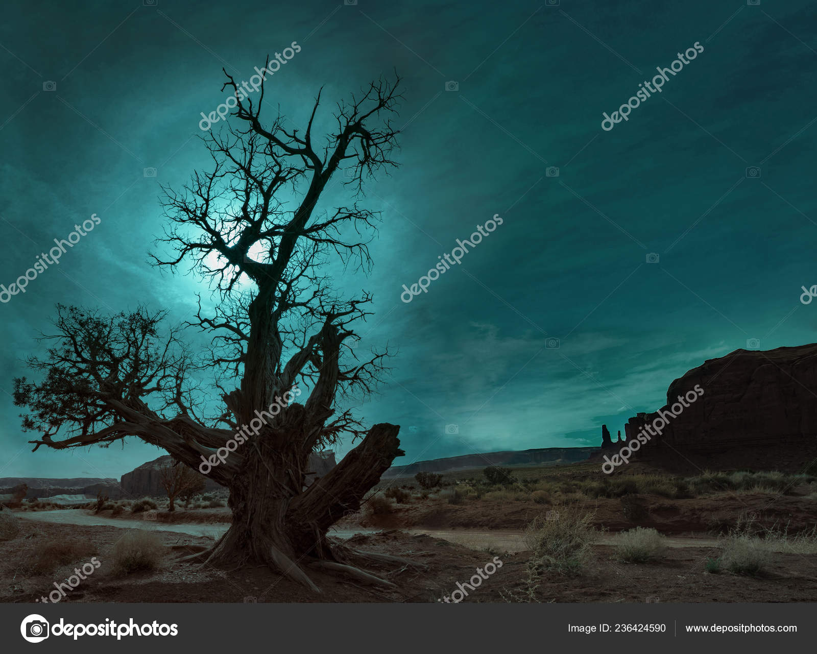 Lonely Tree Desert Night Sky Stock Photo by ©paulistano 236424590