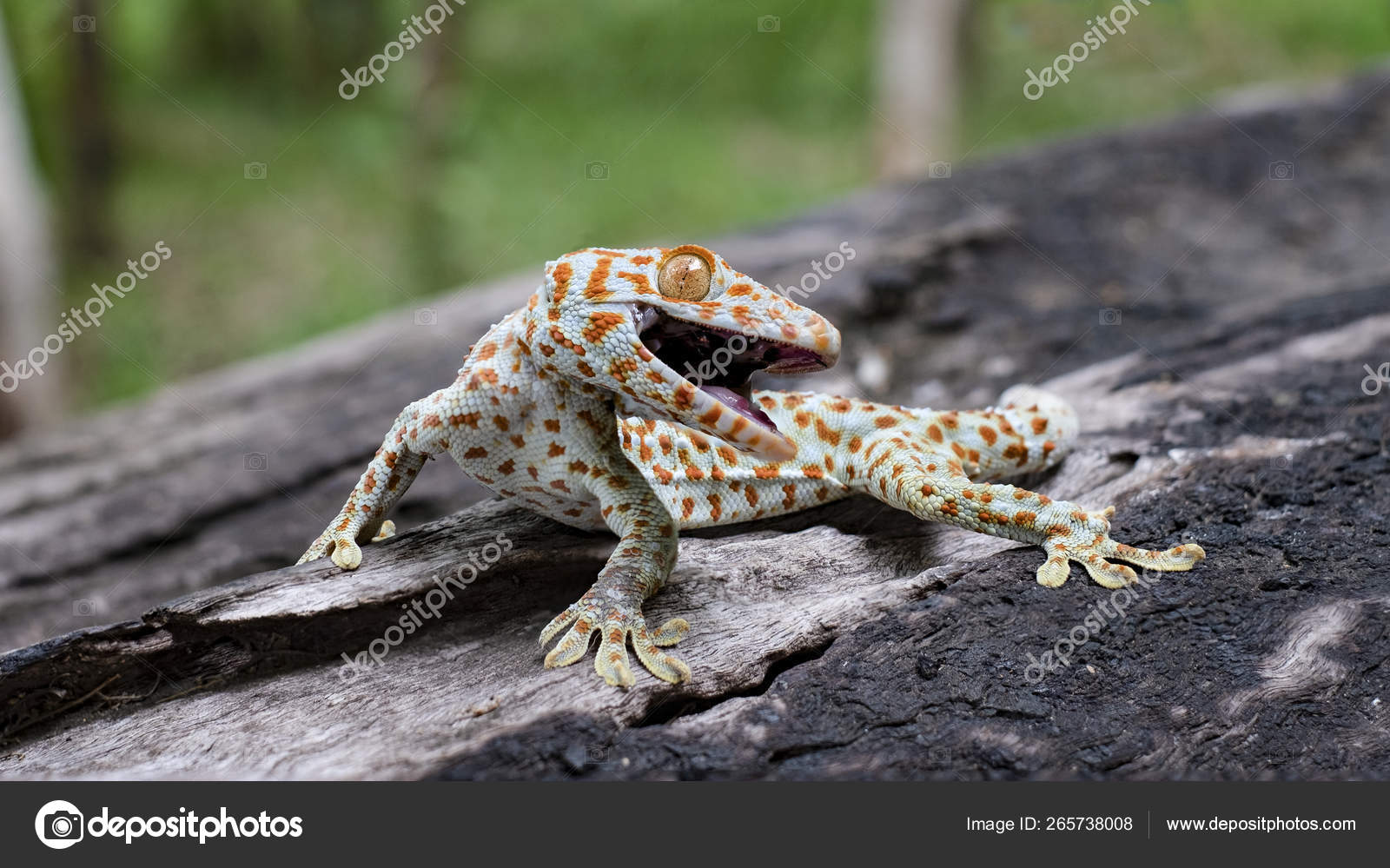 Tokay Gecko Clings Tree Green Blurred Background Stock Photo by ...