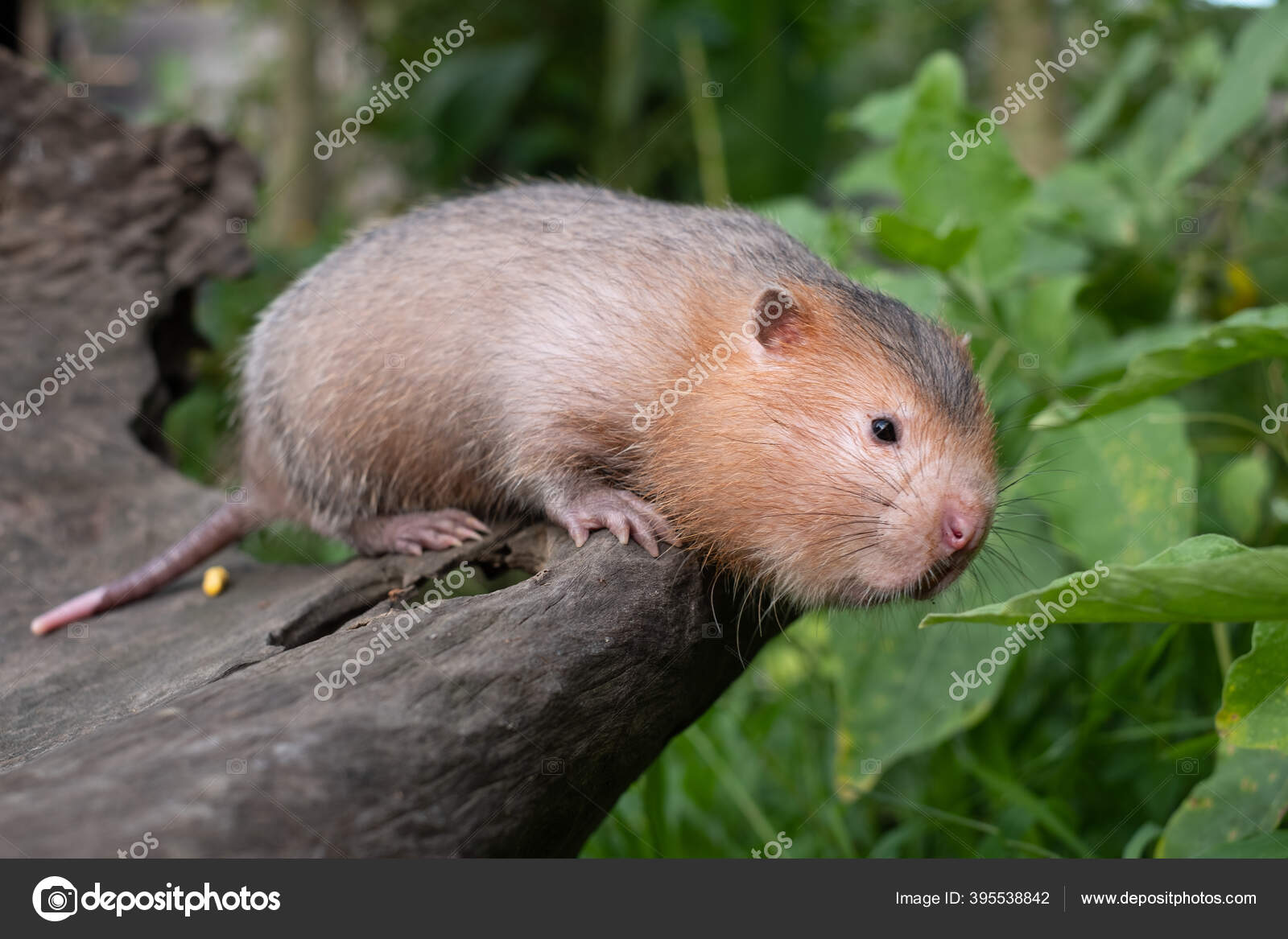 Rata Topo Rata Bambú Grande Jardín — Foto de stock © Chonthicha #395538842