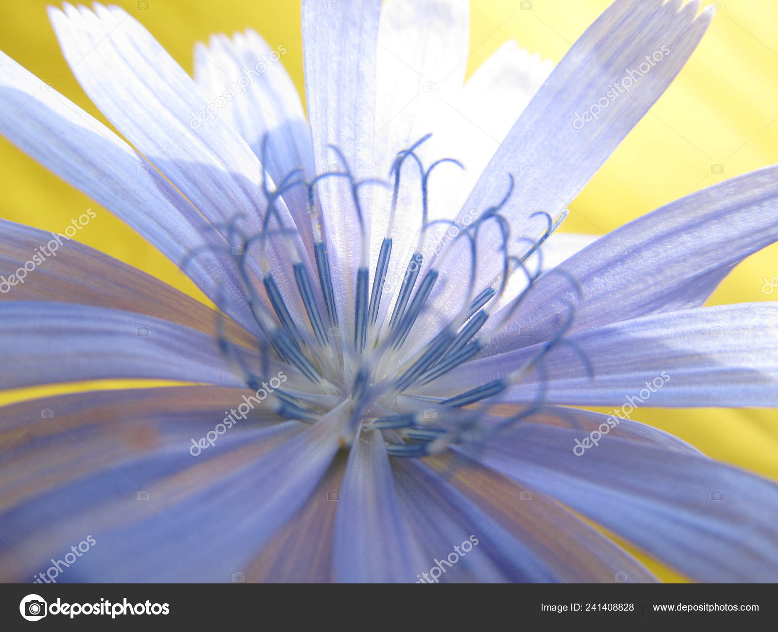 Yellow Chicory Plant