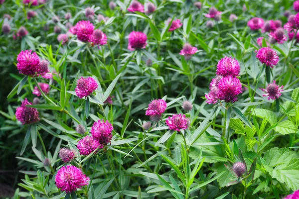 Trifolium pratense. Los matorrales del trébol que florece. Plantas de ...