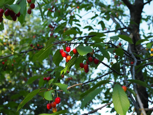 Arbre aux fruits rouges images libres de droit, photos de Arbre aux ...