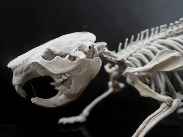 Dientes de castor Stock Photos, Royalty Free Dientes de castor Images ...