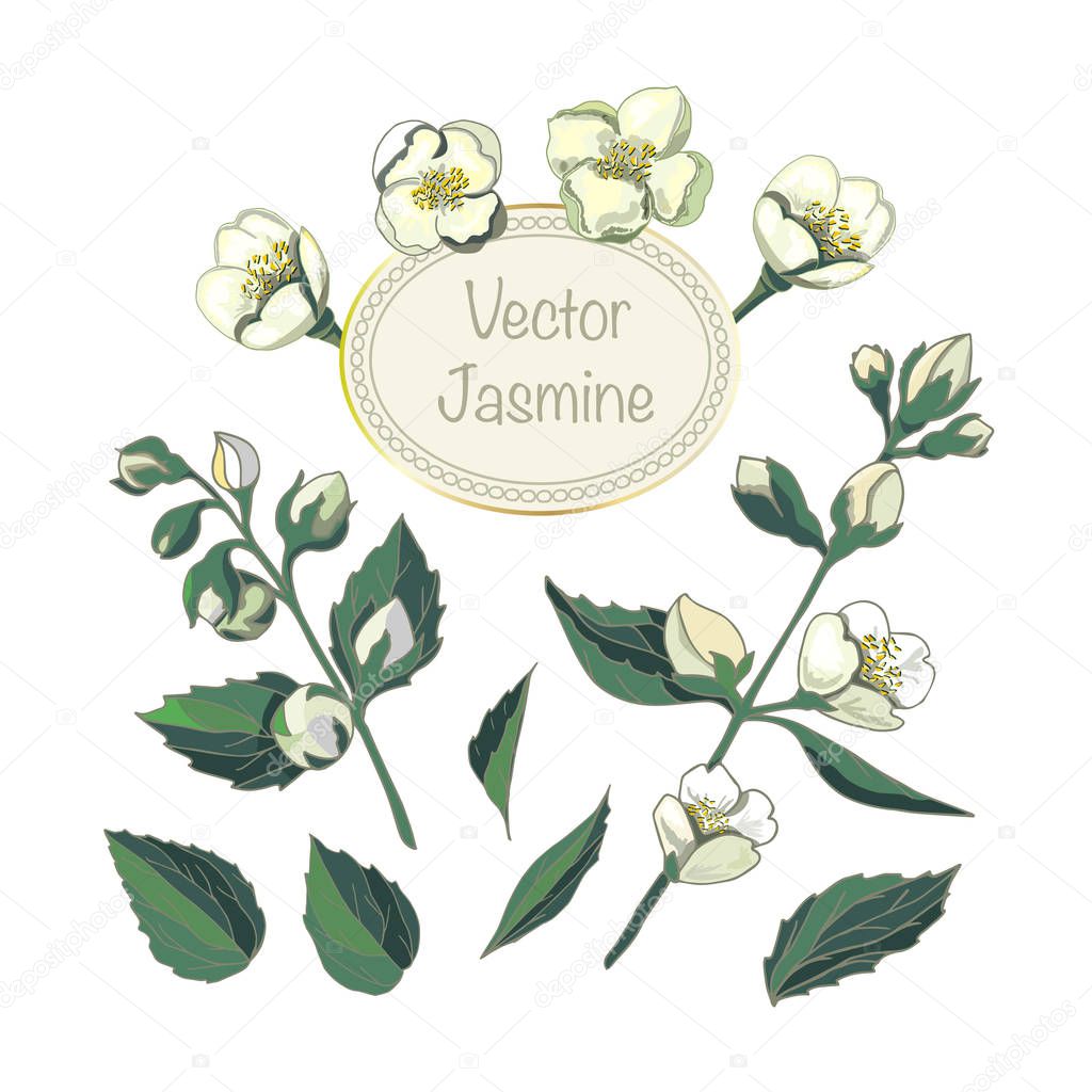 Jasmine dibujado a mano croquis vectoriales. Set floral vector vintage ...