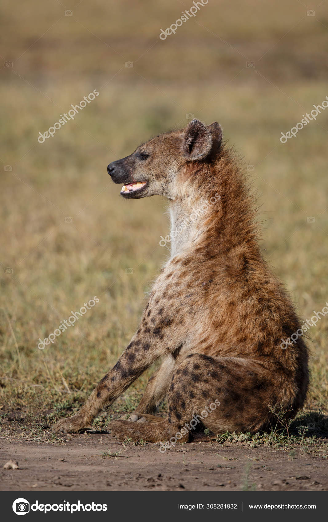 Funny Hyena