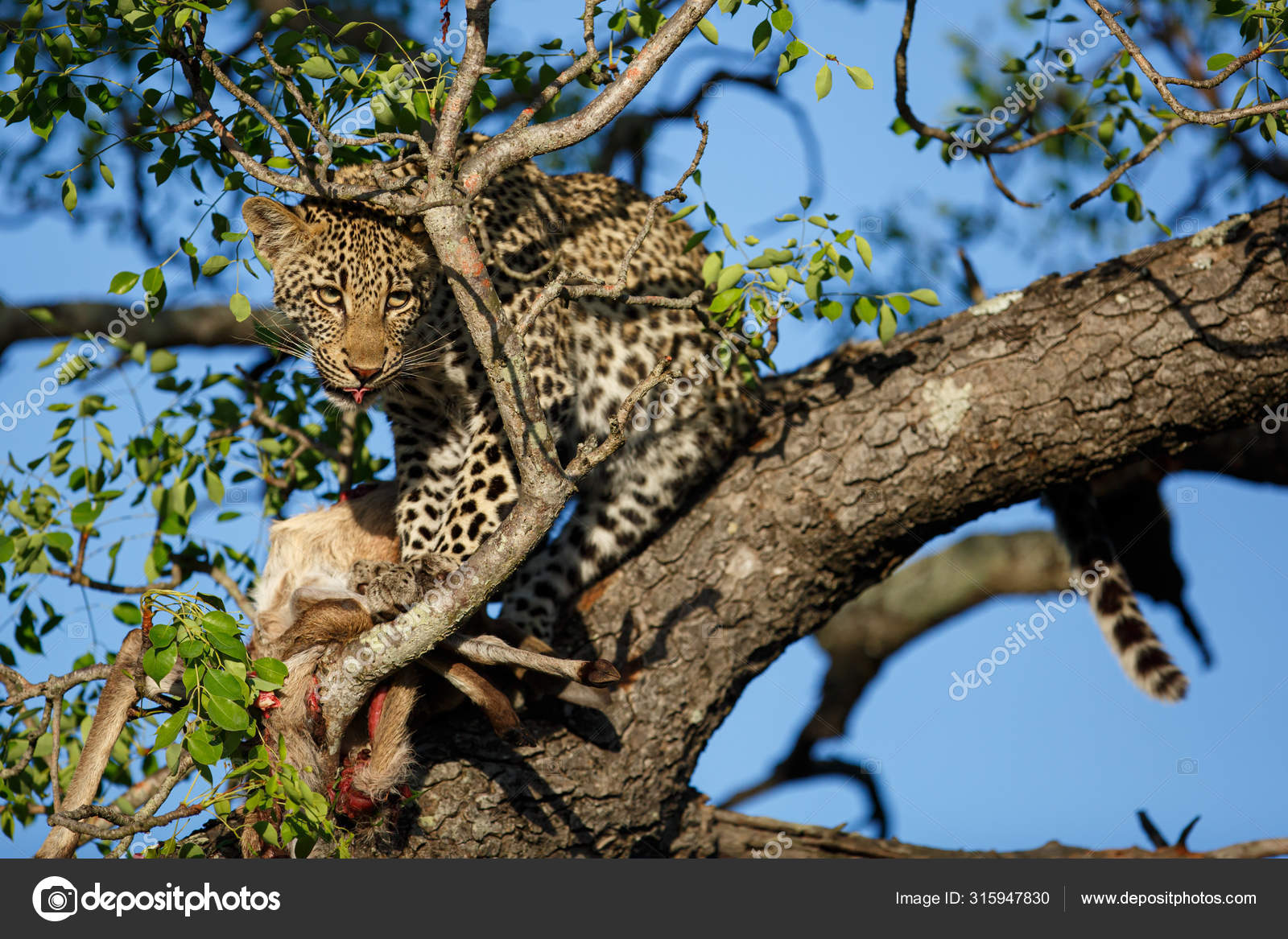 Leopards In Trees With Prey
