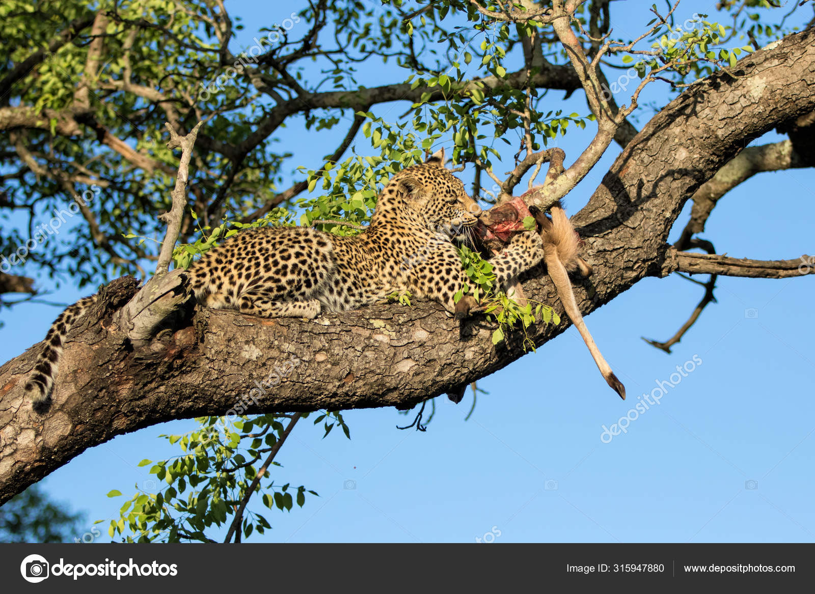 Leopards In Trees With Prey