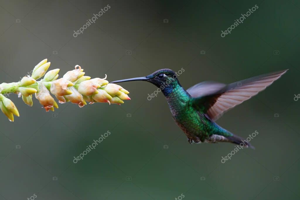 Magnífico Colibrí (Eugenes fulgens) volando junto a una bromelia para ...
