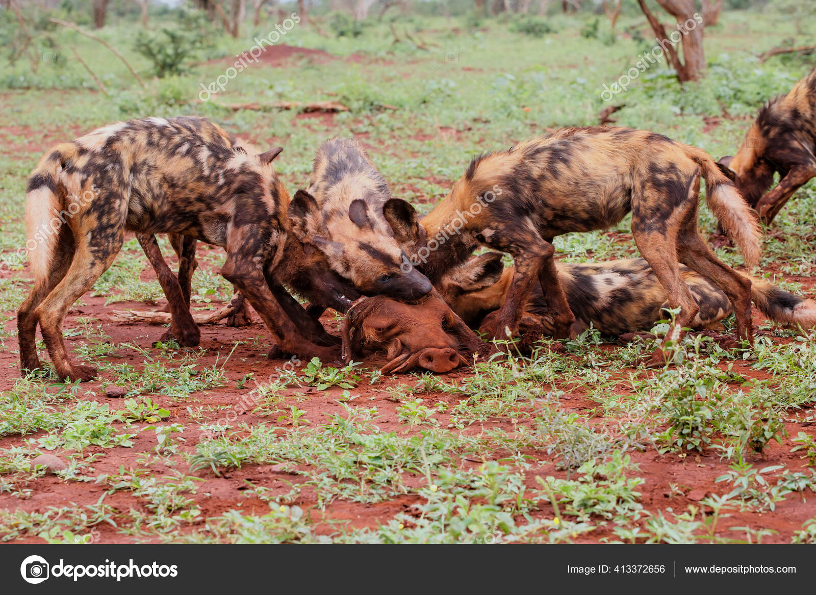 African Wild Dog Eating Warthog Kill Zimanga Game Reserve South — Stock ...