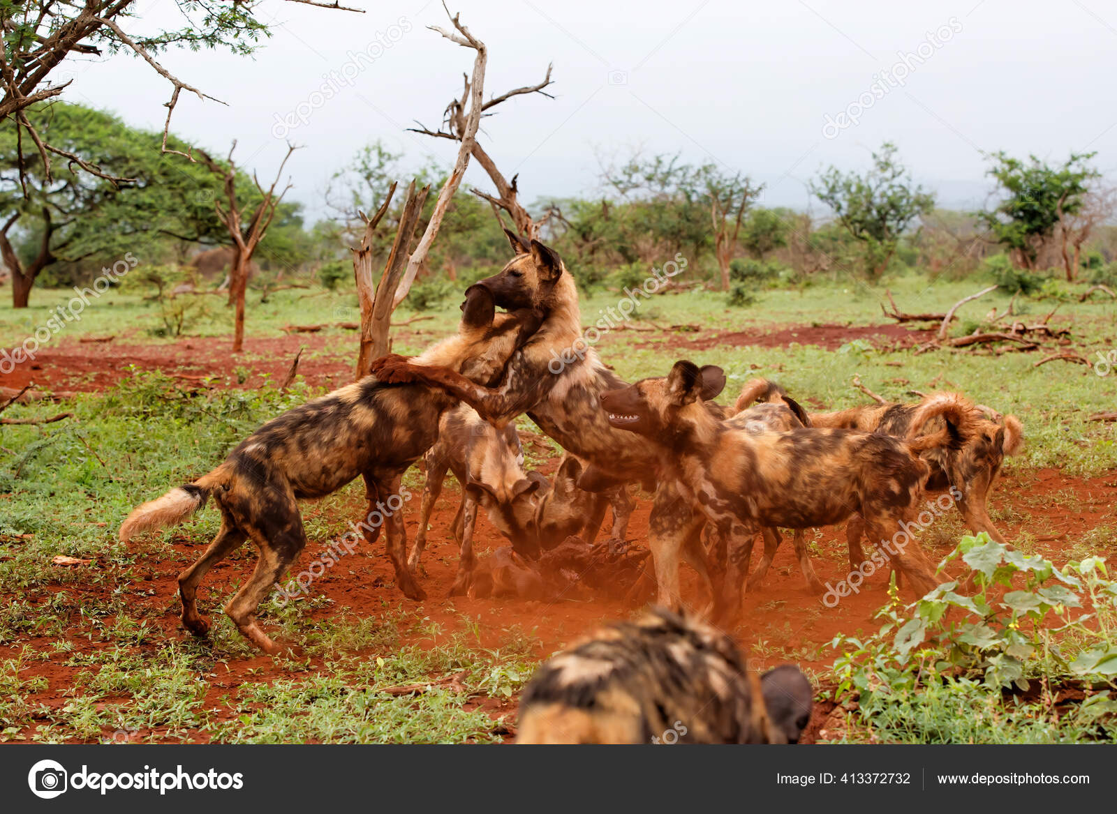 African Wild Dog Eating