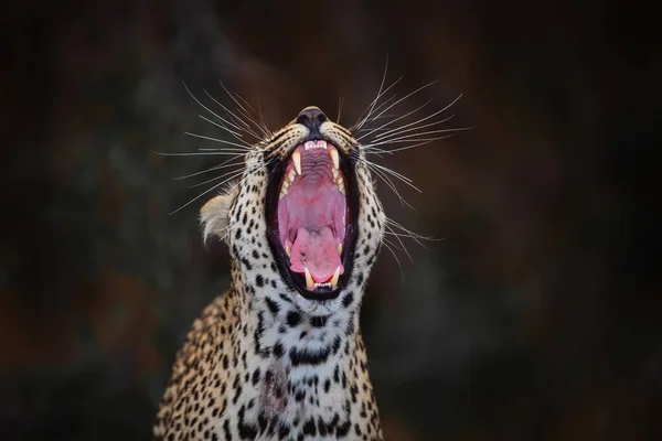 Leopard yawning Stock Photos, Royalty Free Leopard yawning Images | Depositphotos