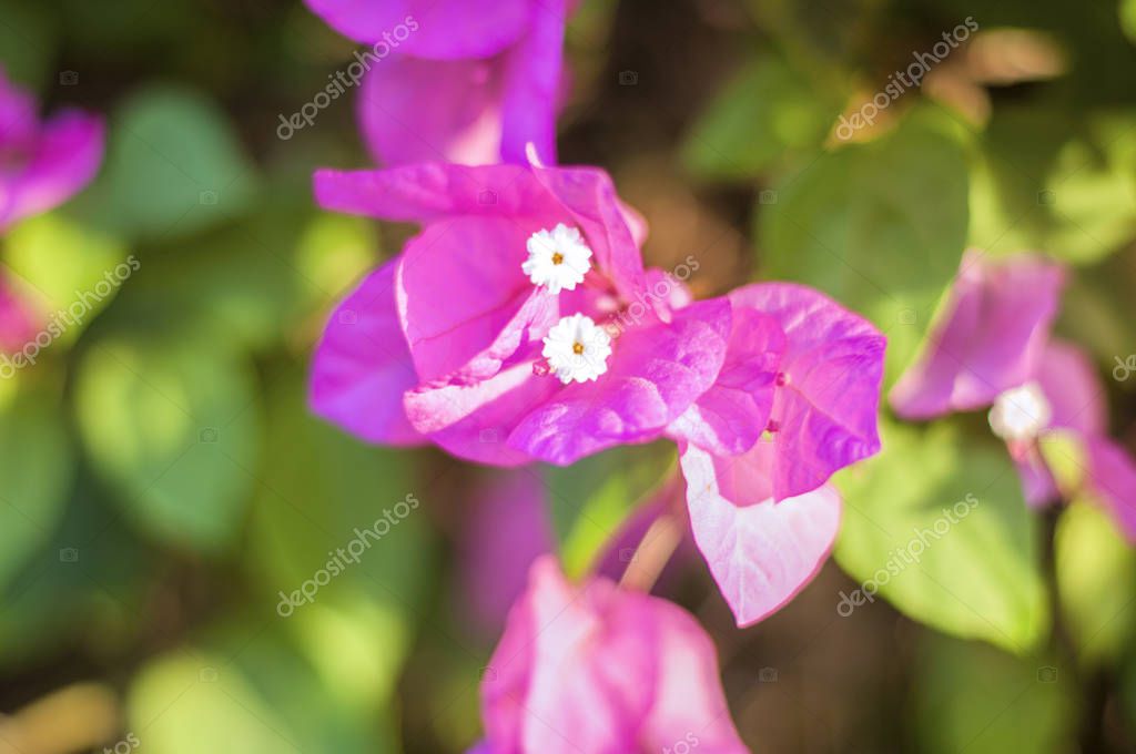 Malva es un género de plantas herbáceas anuales, bienales y perennes de ...