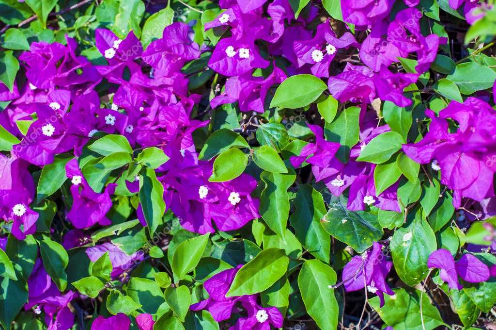Malva es un género de plantas herbáceas anuales, bienales y perennes de ...