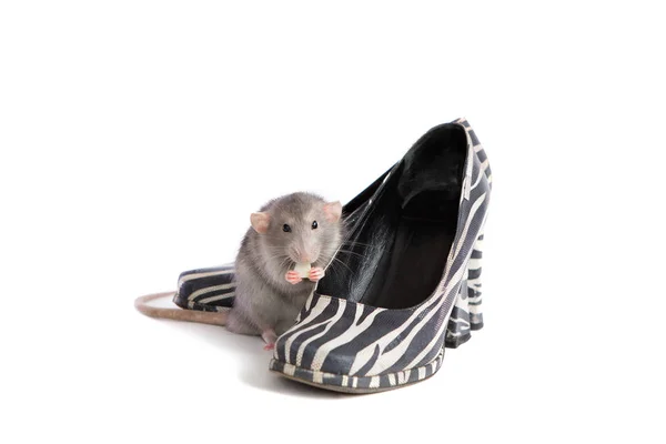 Rats fancy Stock Photos, Royalty Free Rats fancy Images | Depositphotos