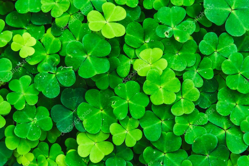 Hojas de trébol verde brillante. Texturas y fondos para diseñadores 2023