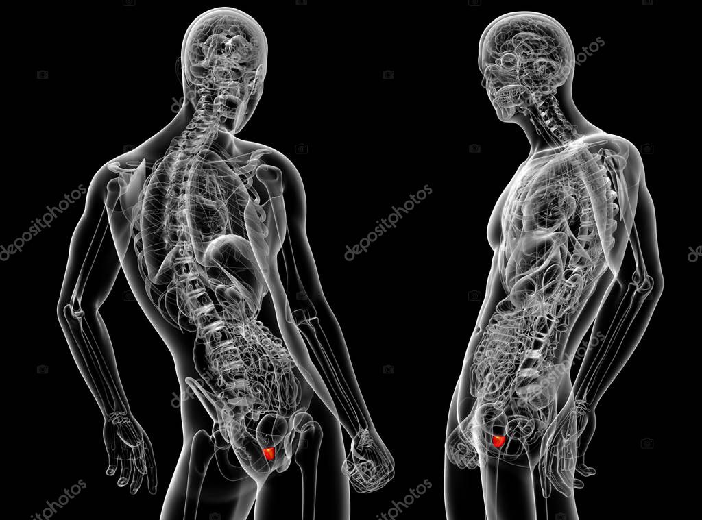 3d representación ilustración de la glándula prostática 2022