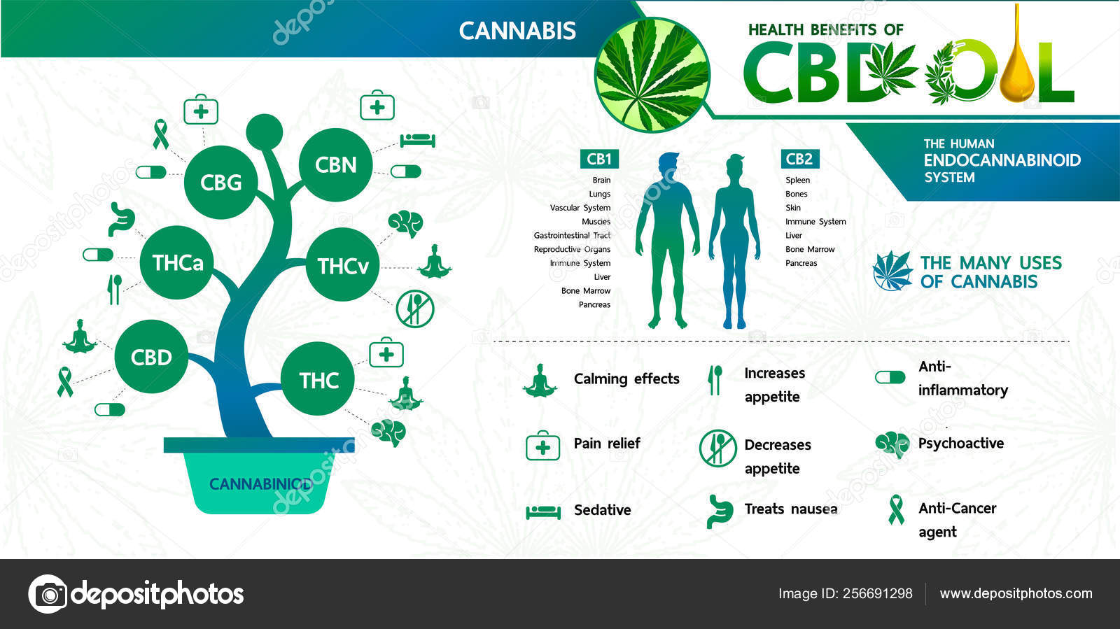 Cannabis Benefits Health Vector Illustration Stock Vector Image by ...