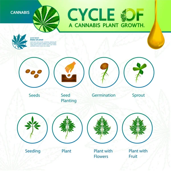 Cycle Cannabis Plant Growth Vector Illustration Stock Vector Image by ...