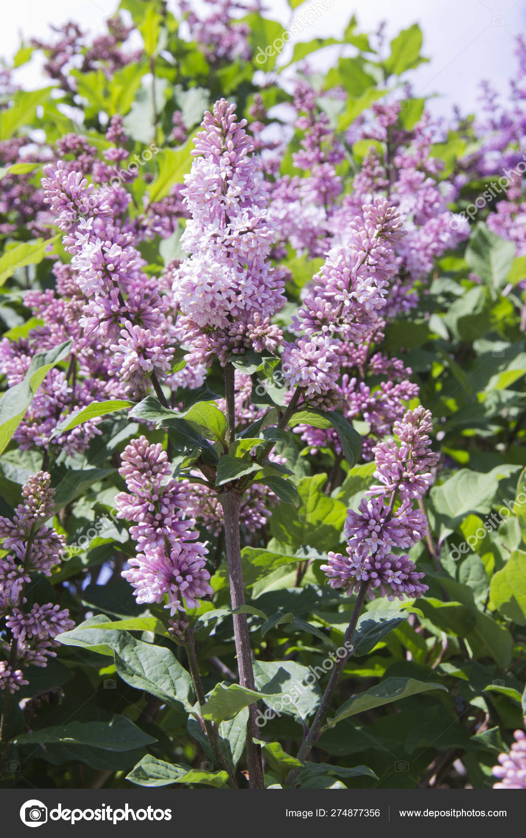 Syringa Genus Shrubs Belonging Oleaceae Family Luxurious Shrub ...