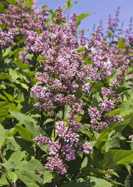 Syringa Genus Shrubs Belonging Oleaceae Family Luxurious Shrub ...