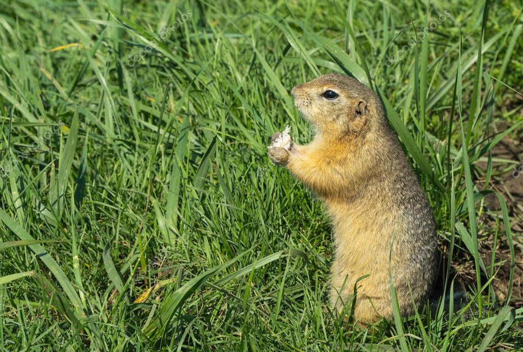 hambriento gopher come comida en un claro en un día de verano. 2022