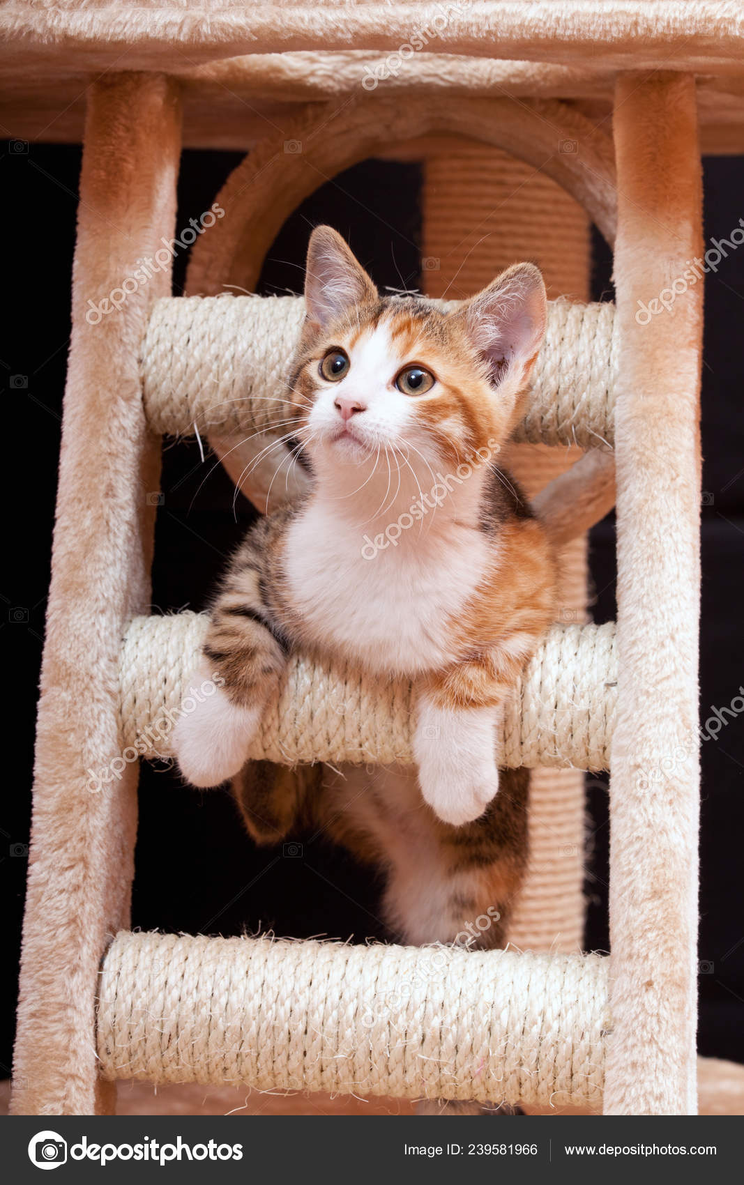 Cute Young Tabby Cat Scratching Post Black Background — Stock Photo ...