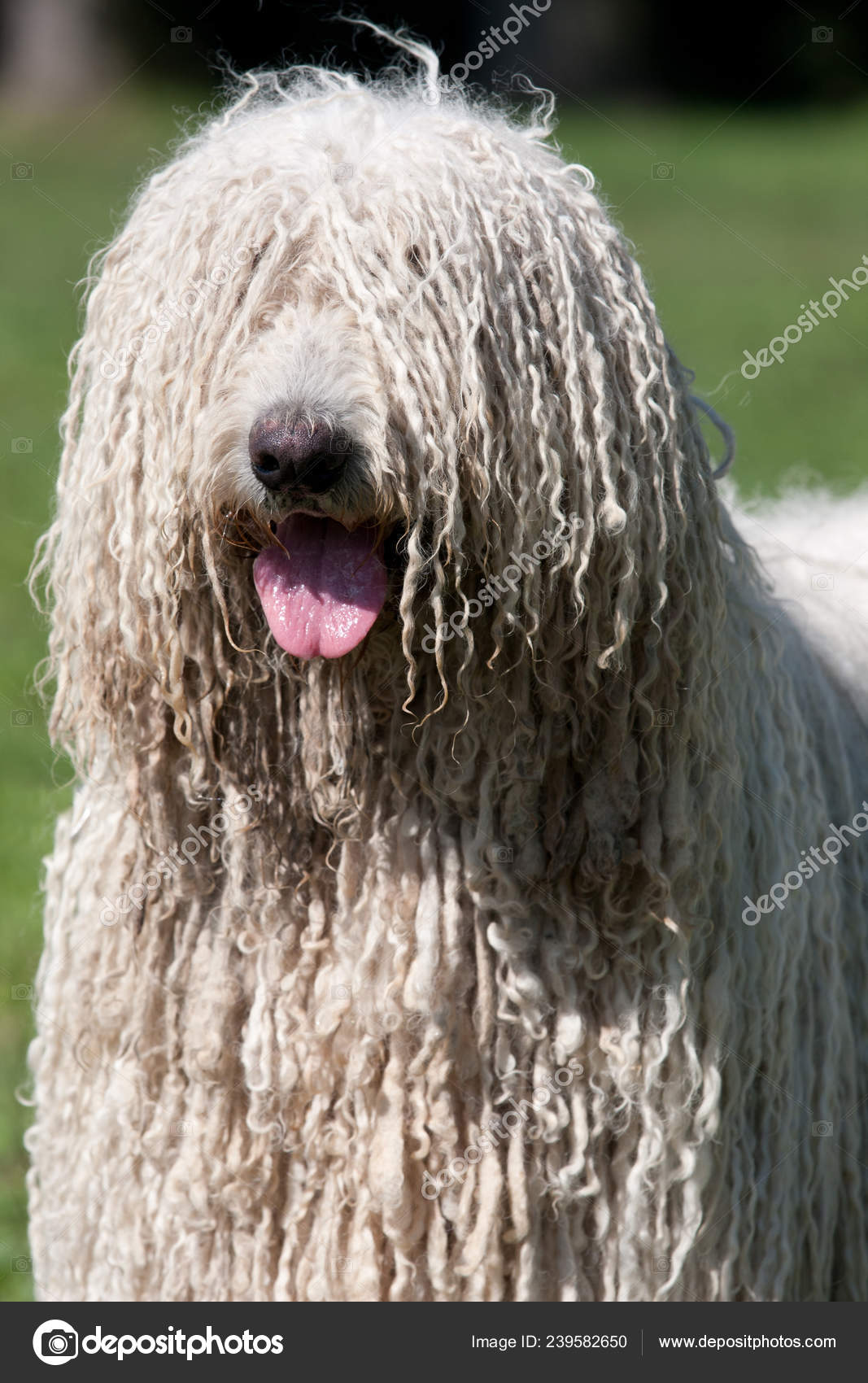 Hungarian Puli Sheep Dog