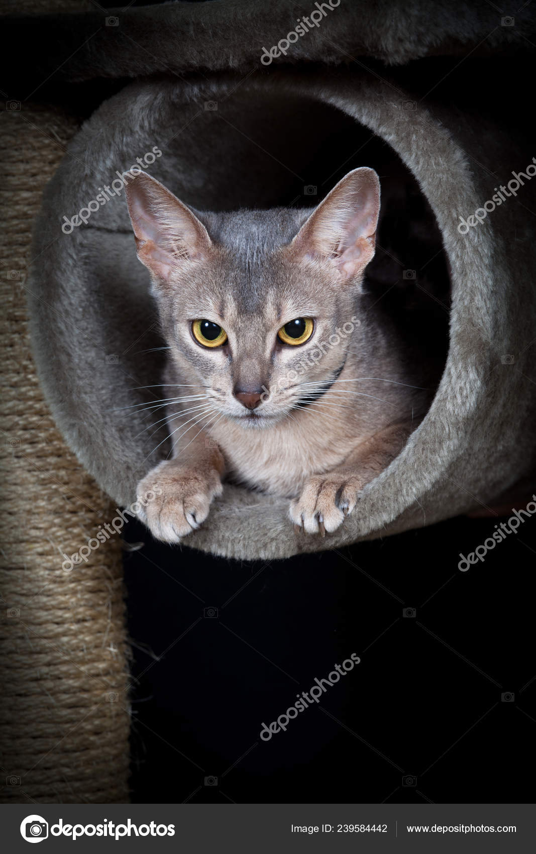 Grey Abyssinian Kittens