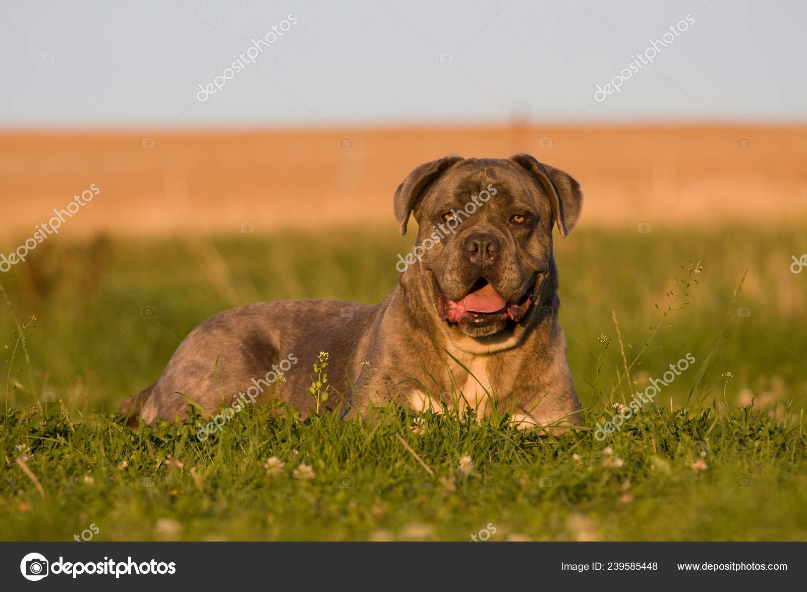 Big Cane Corso