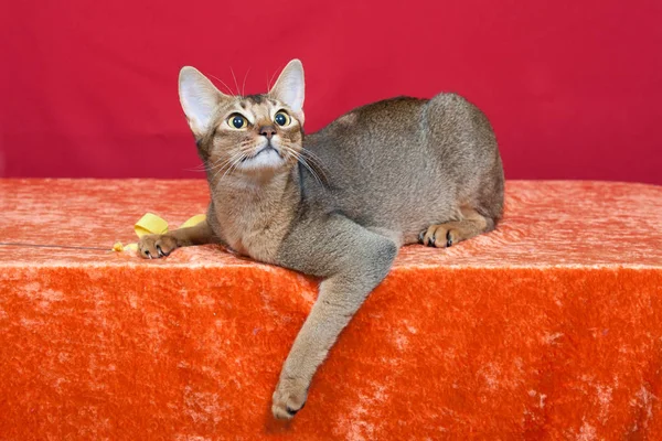 Abyssinian Stock Photos, Royalty Free Abyssinian Images | Depositphotos®