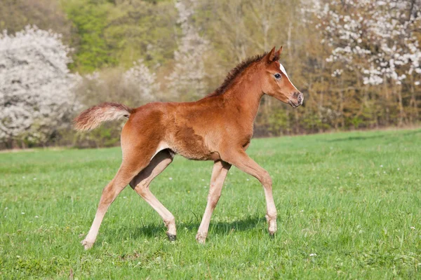Letra potra salvaje Stock Photos, Royalty Free Letra potra salvaje ...
