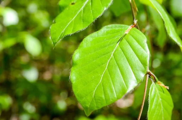 Giftefeu Behandlung Rezeptfrei
