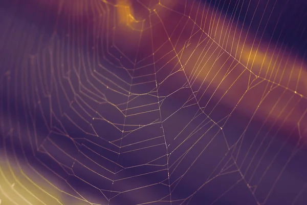 100,000 Webs spiders Vector Images | Depositphotos