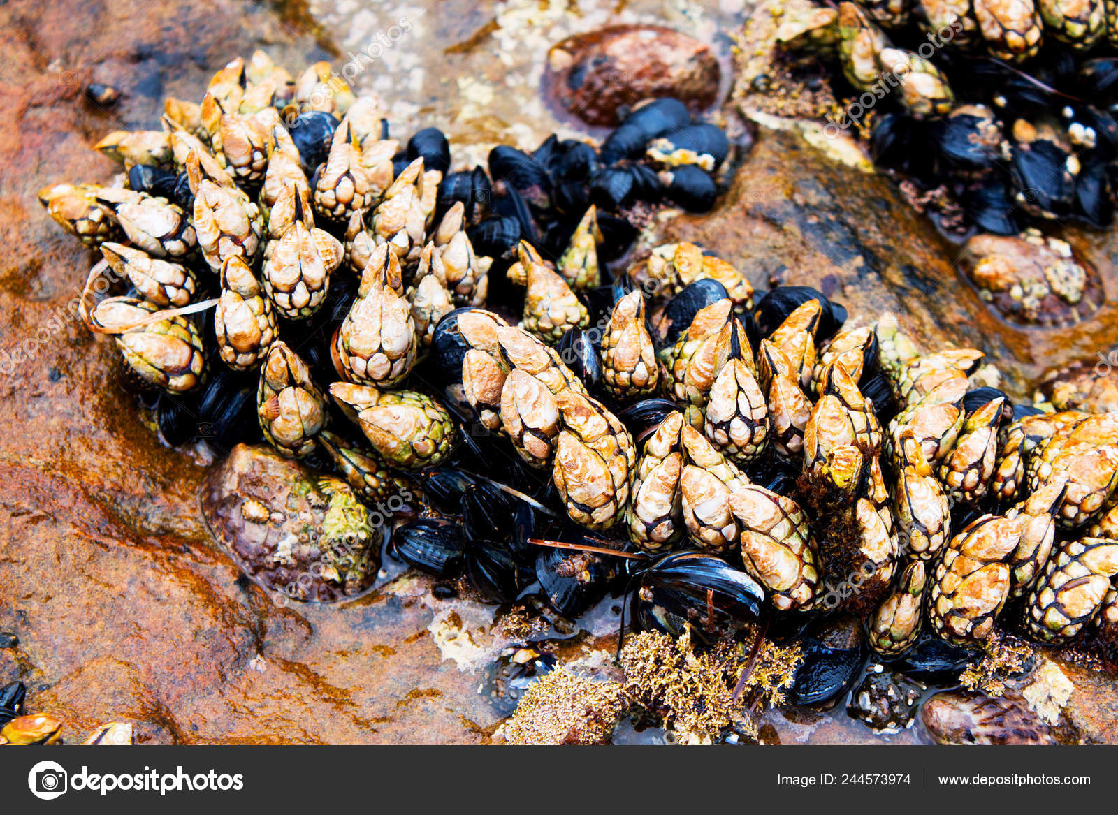 Grupo Percebes Músculos Unidos Una Roca Durante Marea Baja Piscina ...