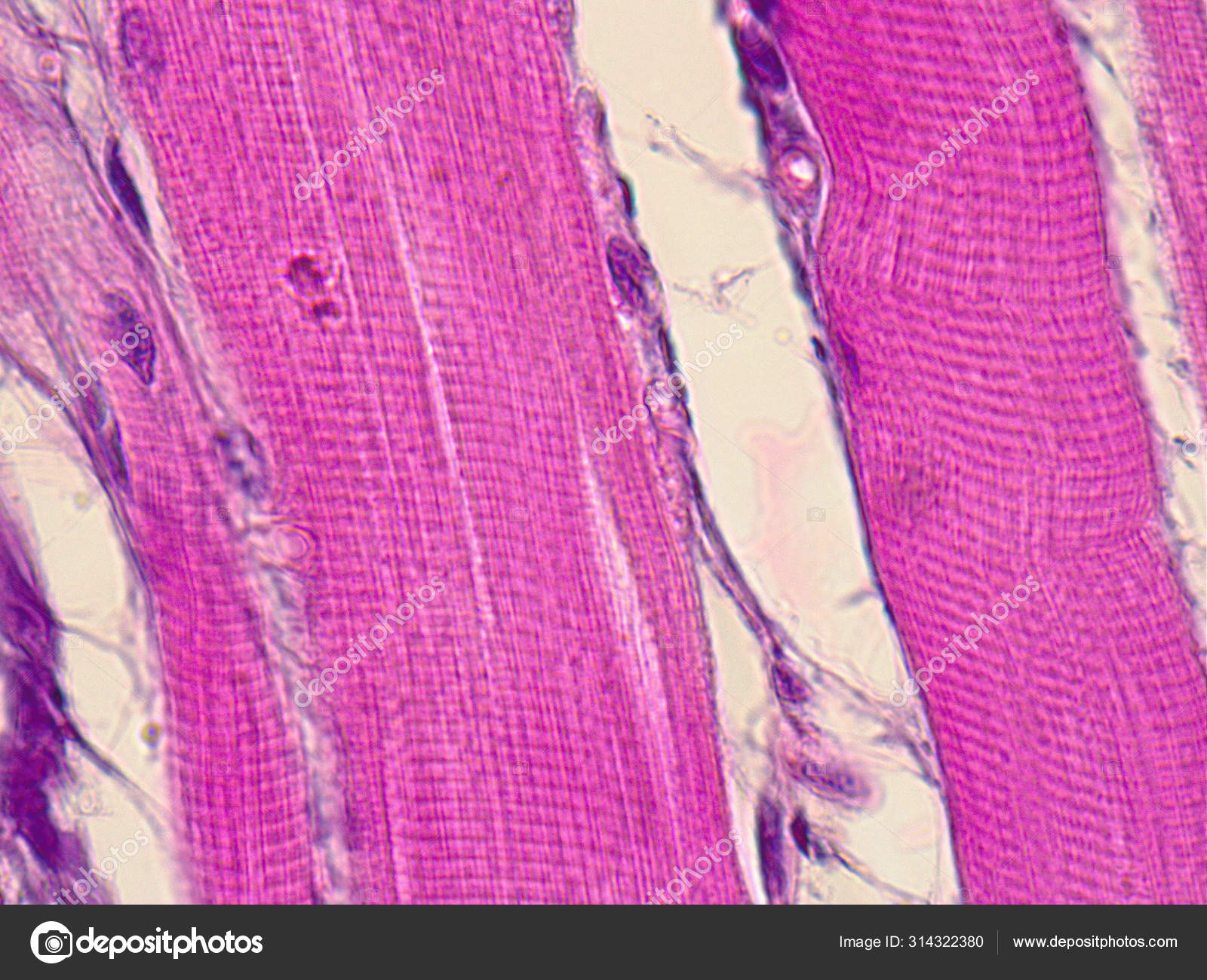 Muscle Cells Microscope