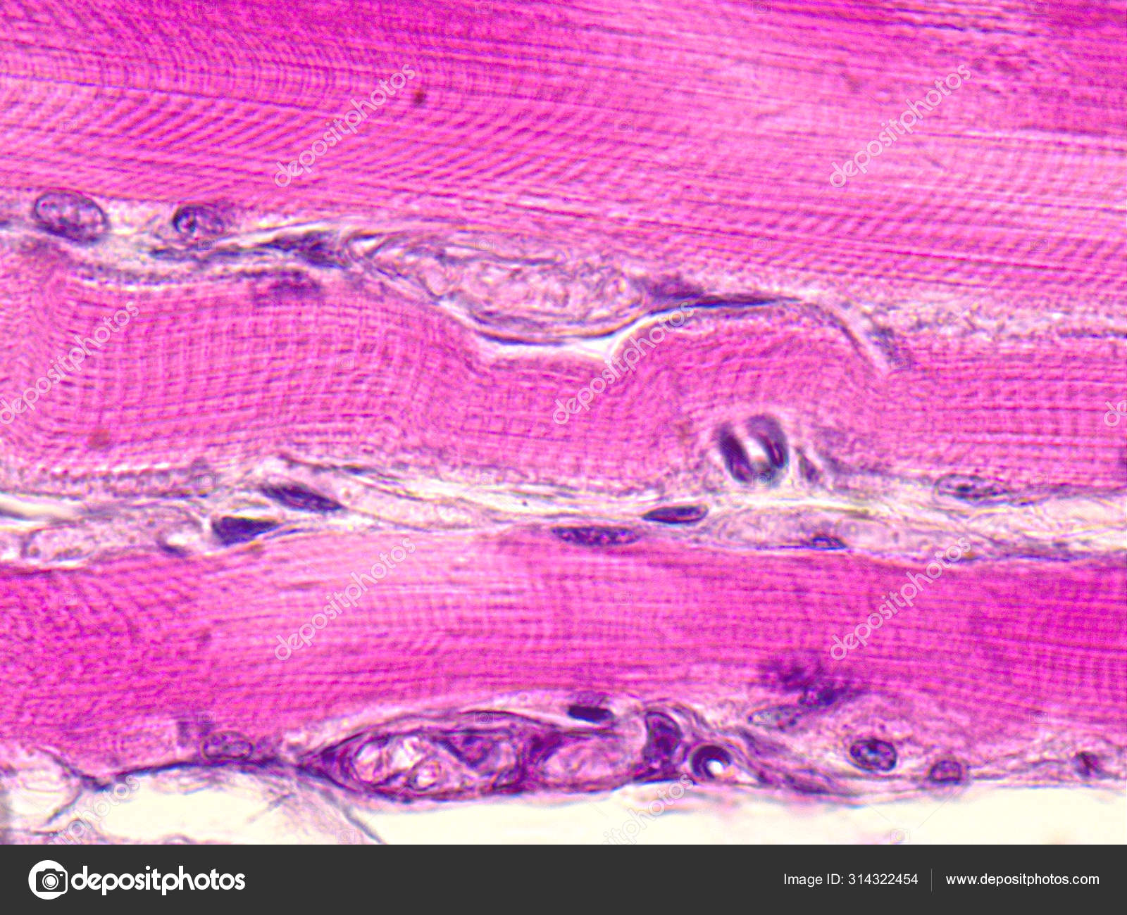 Cardiac Muscle Cells Under Microscope