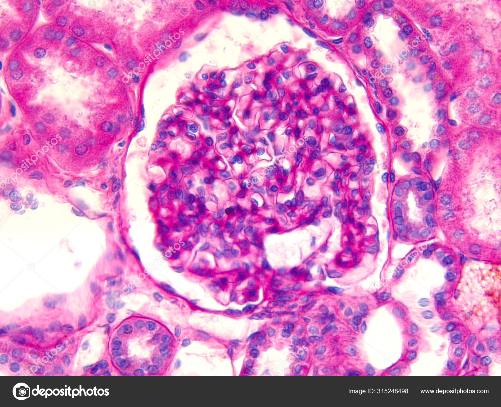 Kidney Nephron Microscope