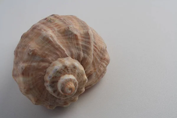 Nautulis shells Stock Photos, Royalty Free Nautulis shells Images ...